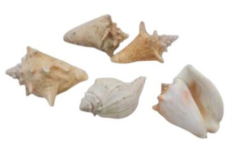 Rust Belt Revival Online Auctions - Conch Shell Lot (5)