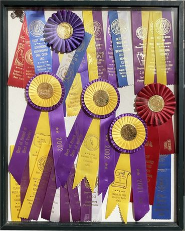 Rust Belt Revival Online Auctions - AKC Mounted Show Dog Ribbon Collection