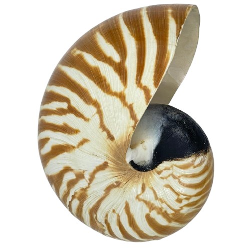 Rust Belt Revival Online Auctions - Chambered Nautilus Specimen